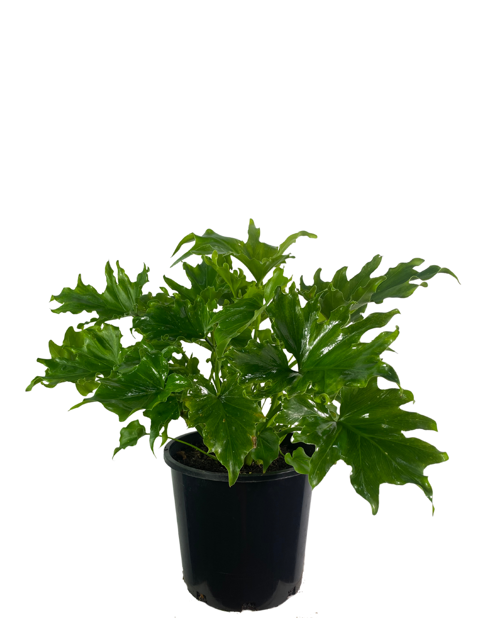 Philodendron Lickety Split | Indoor Plant Perth | Waldecks