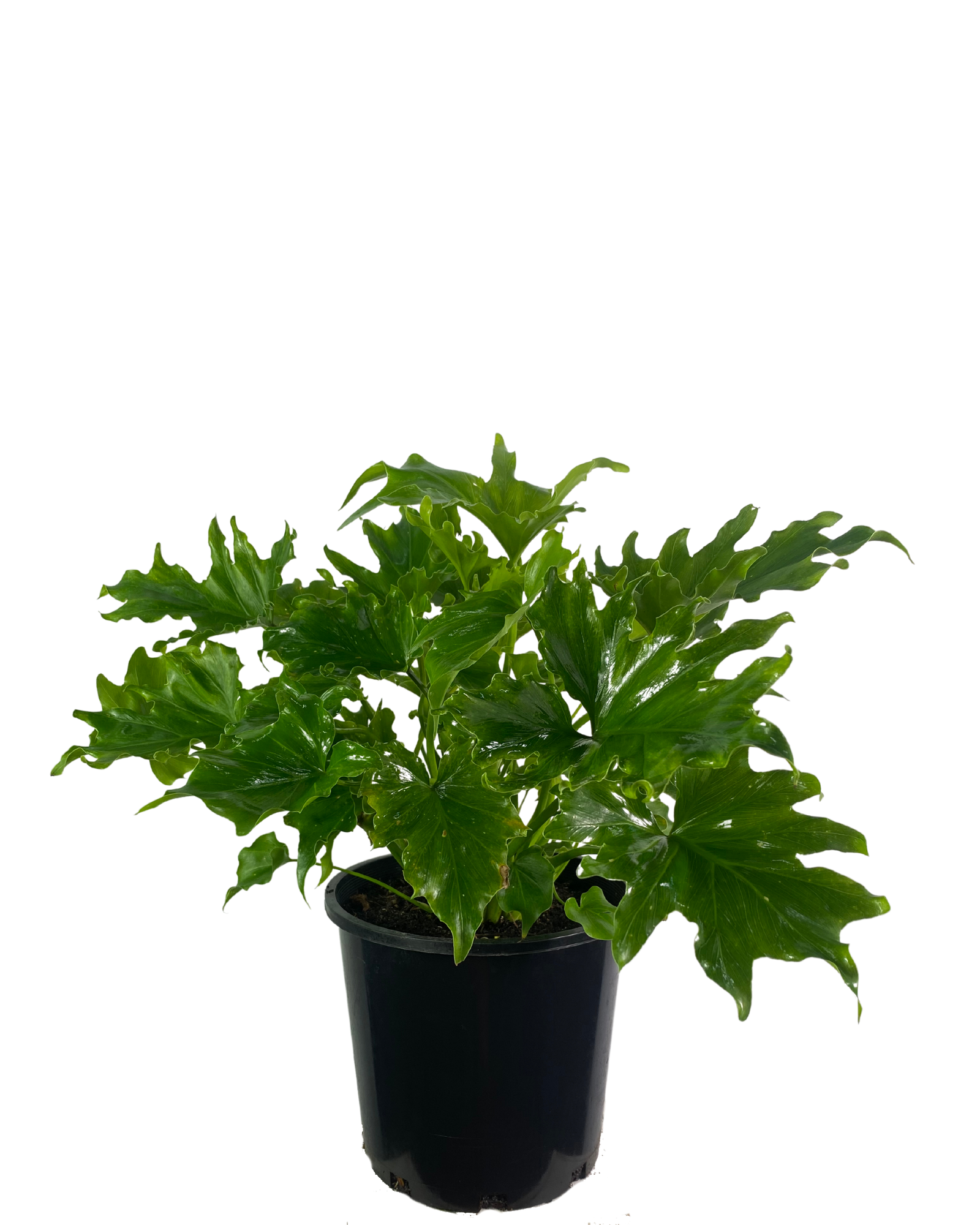 Philodendron Lickety Split | Indoor Plant Perth | Waldecks