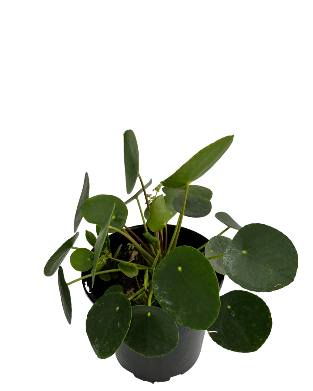 Pilea Peperomoides