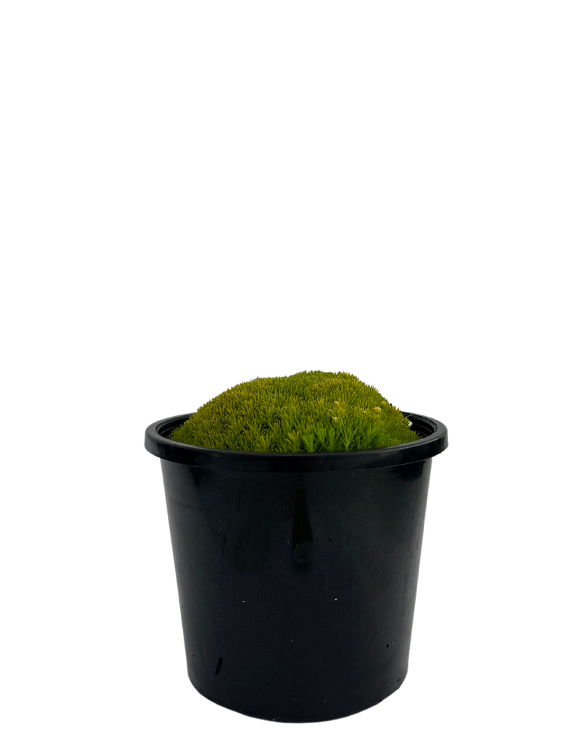 Golden Pearlwort Scotch Moss - Sagina Subulata Aurea | Waldecks