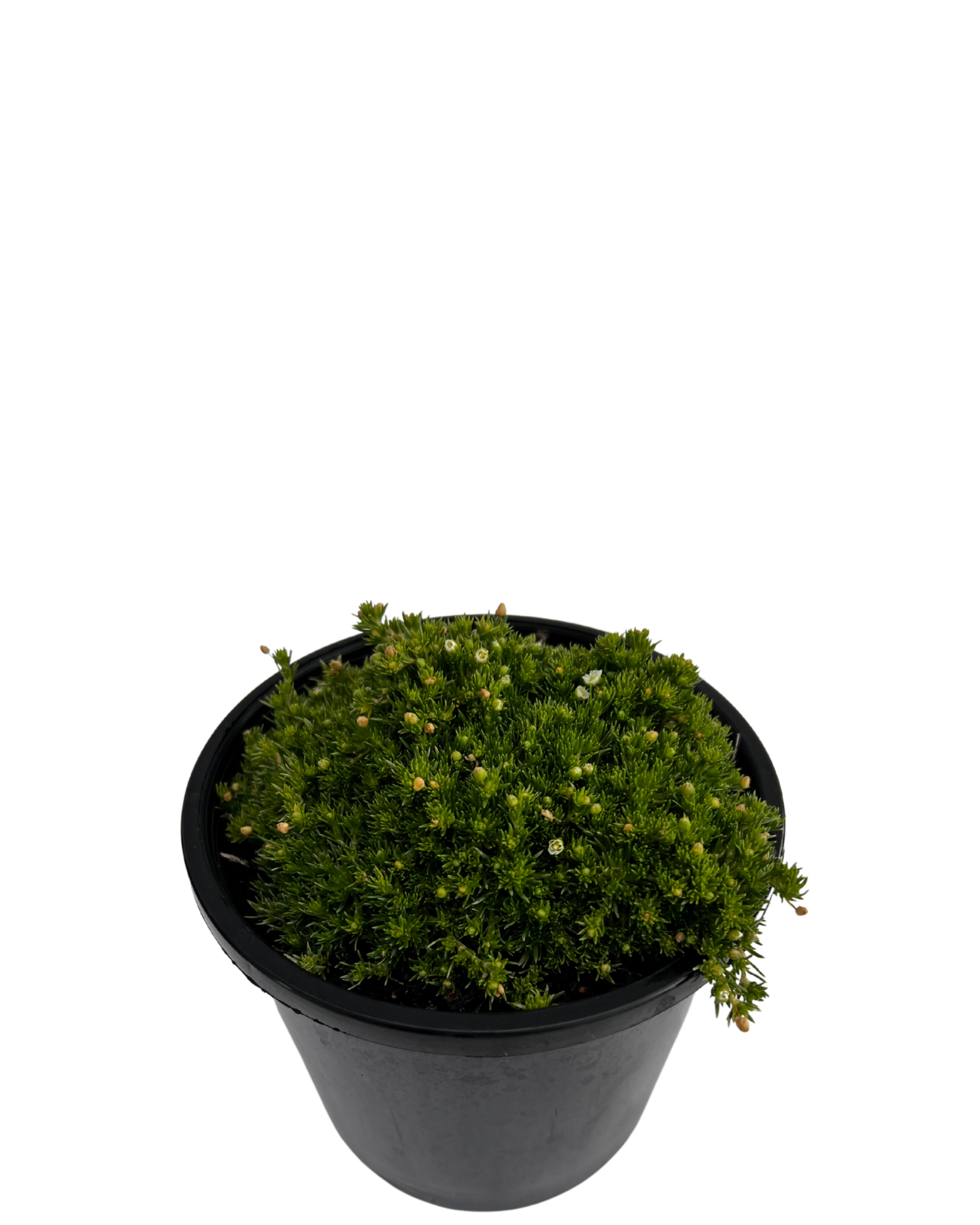 Pearlwort Irish Moss - Sagina Subulata Green | Waldecks