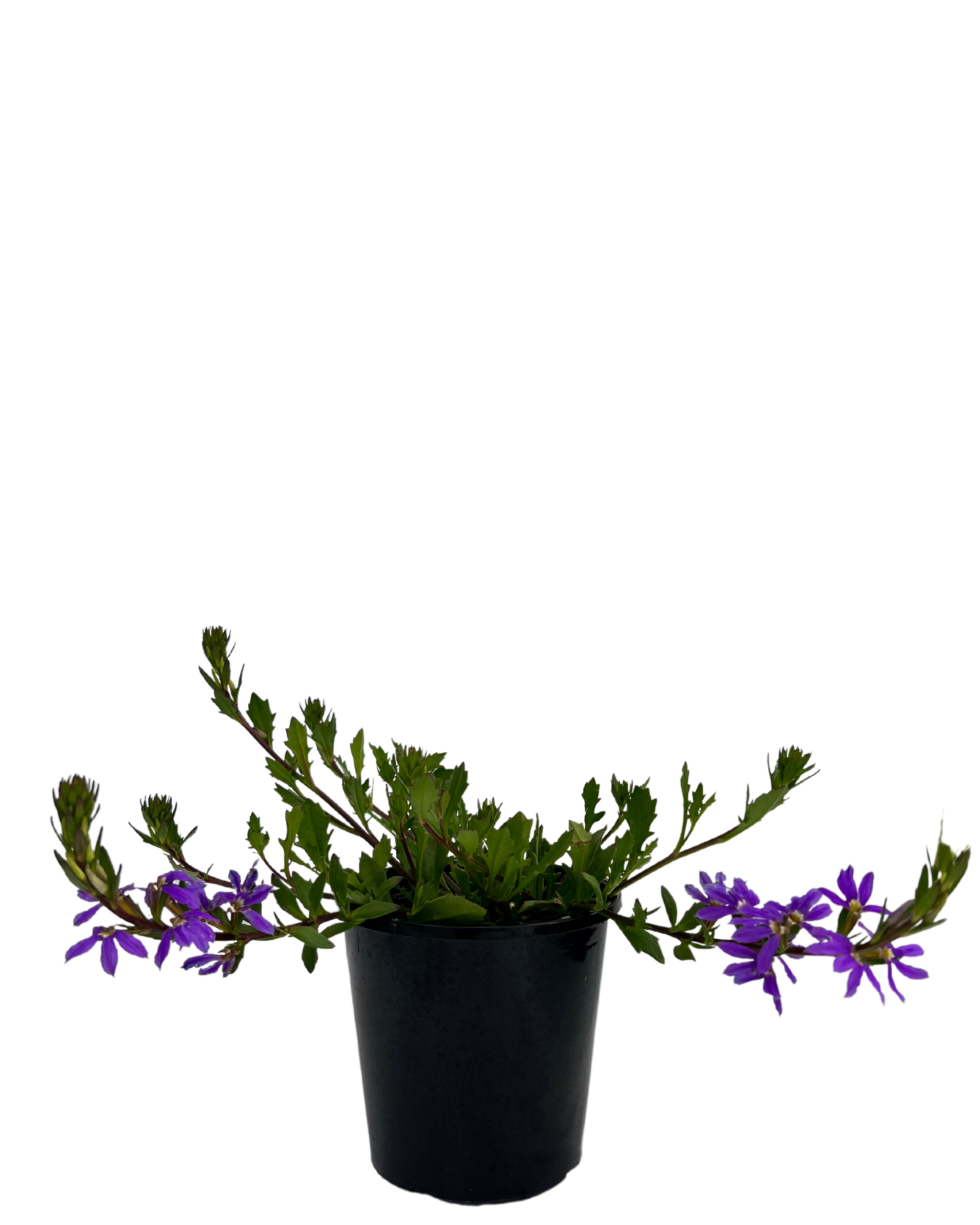 Scaevola Fairy Blue | Australian Native Plant Perth | Waldecks