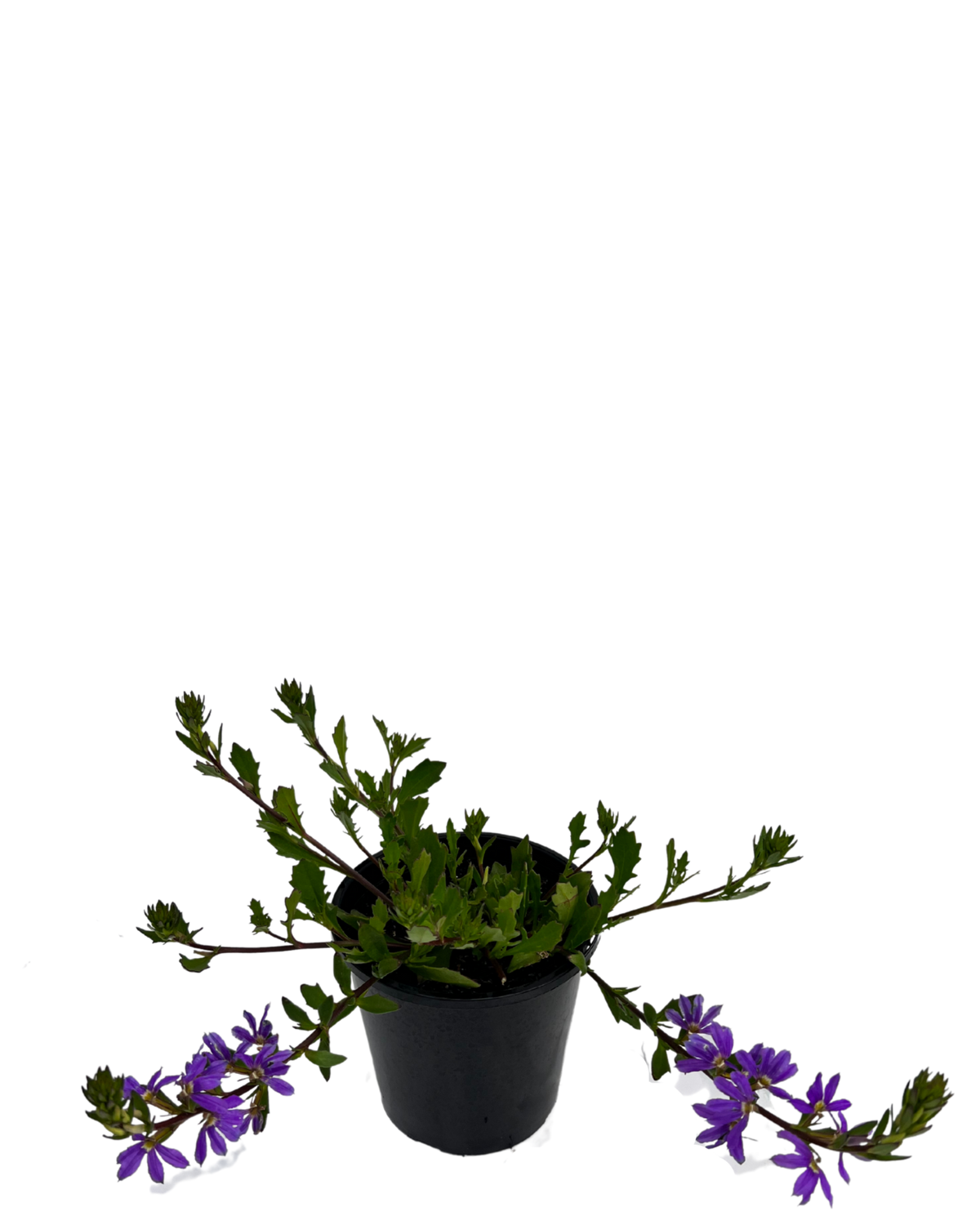 Scaevola Fairy Blue | Australian Native Plant Perth | Waldecks