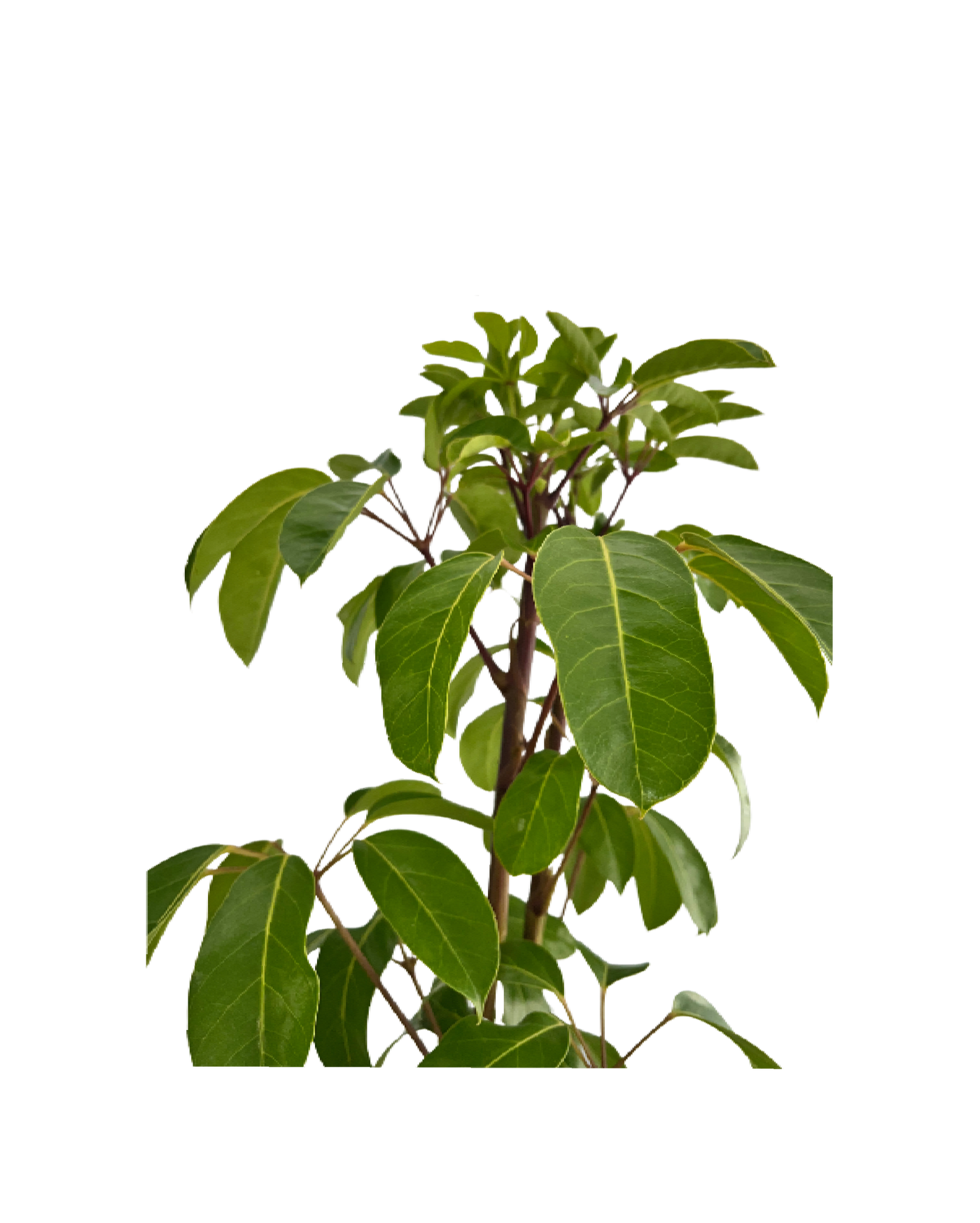 Umbrella Tree - Schefflera Amate