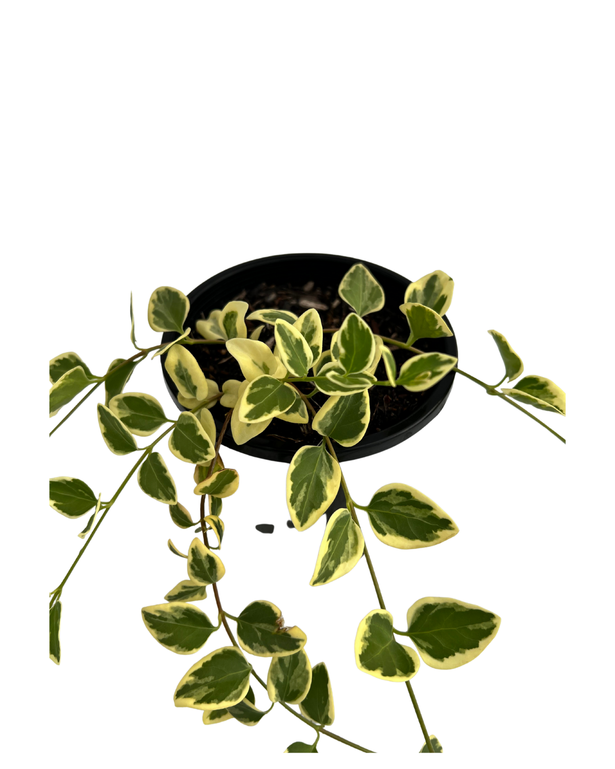 Vinca Periwinkle - Vinca Major Variegated | Shrub Perth | Waldecks