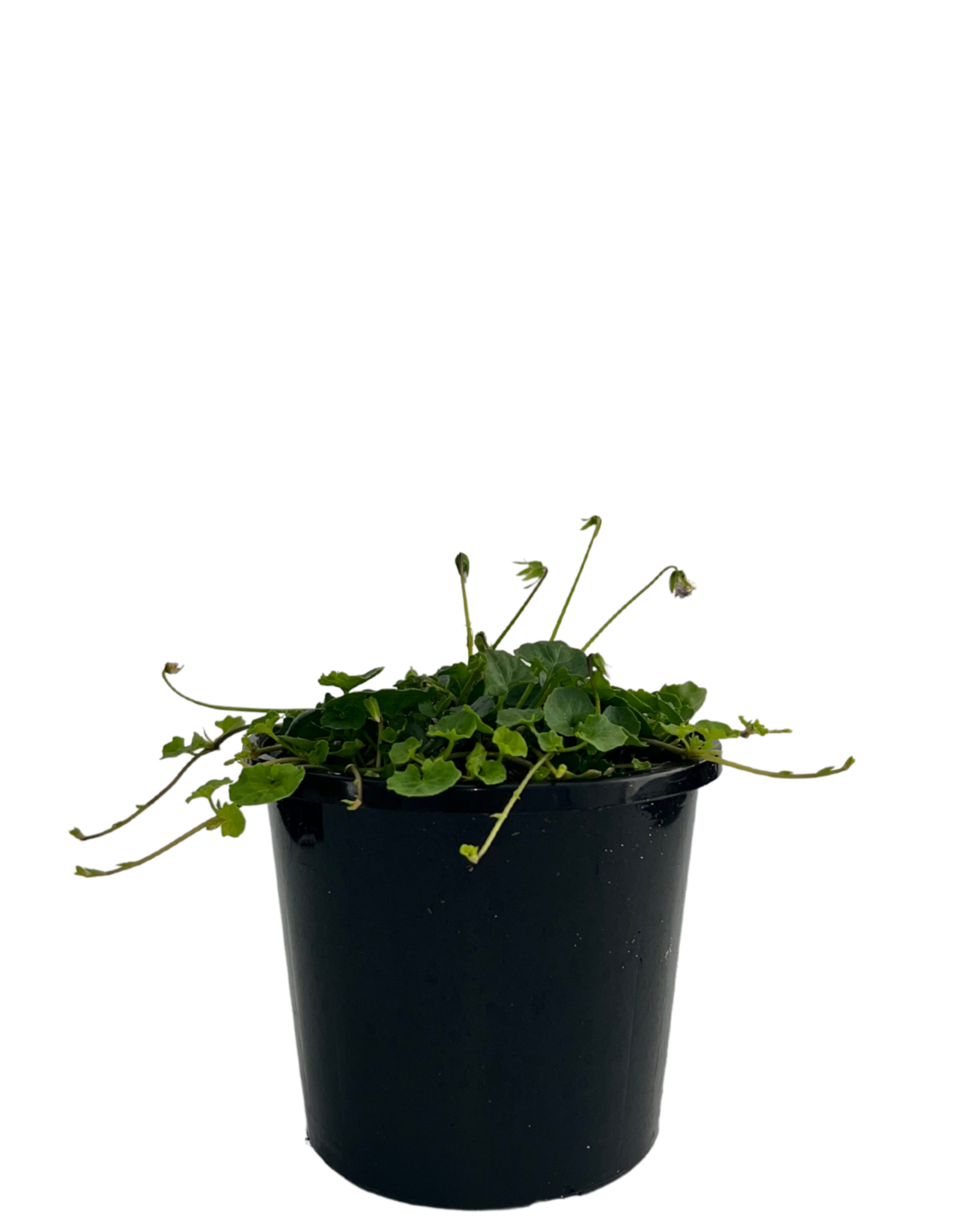 Australian Violet - Viola Hederacea